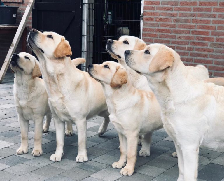 King Fields Labradors – Voor een rastypische labrador